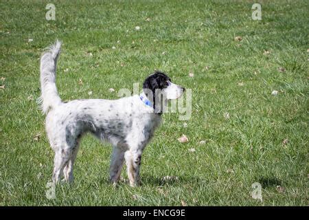 English Setter On Point Stock Photo Alamy