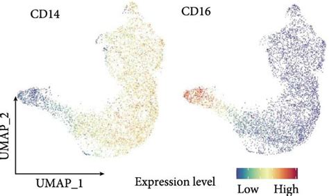 The ScRNA Profiles For Monocytes In Ctrl And RA Samples A UMAP