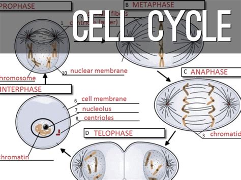 Cell Cycle Labeling