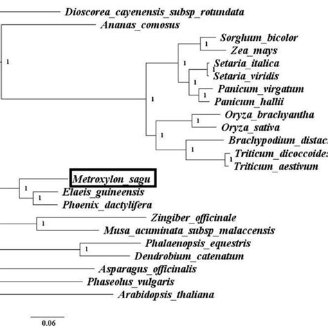 The Maximum Likelihood Whole Genome Phylogenetic Tree Constructed Based