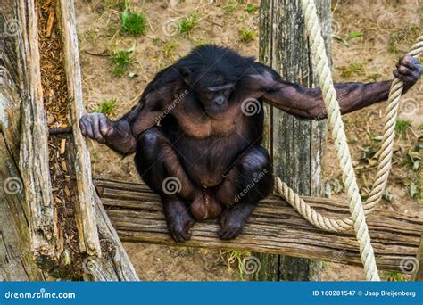 Bonobo In Closeup Showing Its Genitals Human Ape Pygmy Chimpanzee