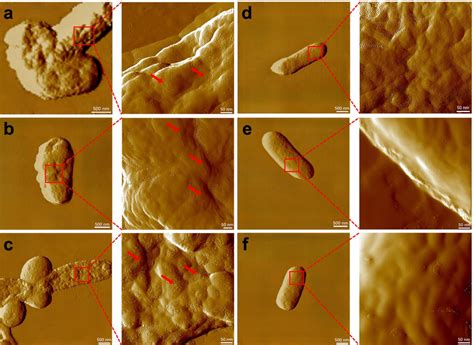 Figure 3 From Low Toxicity Self Photosensitized Biohybrid Systems For Enhanced Light Driven H2
