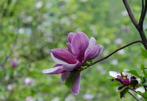 Сирень и магнолия в НБУ им. Гришка. Киев