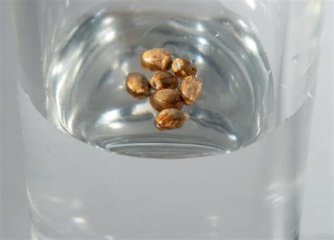 Seed Quality Test Should Seeds Float Or Sink