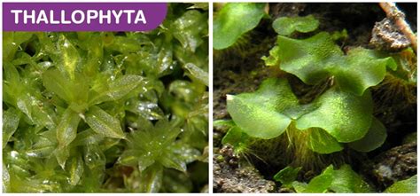 Plant Kingdom Classification And Characteristics