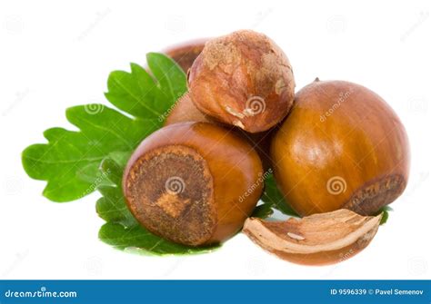 Filbert Nuts Stock Image Image Of Seasonal Isolated 9596339