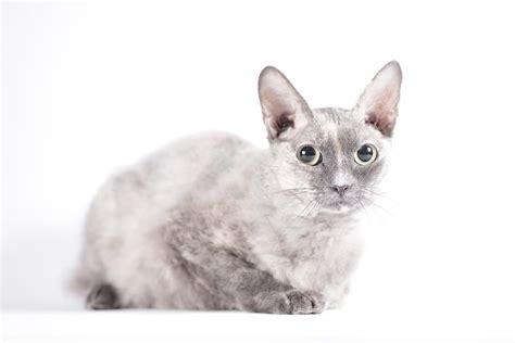 Виды сфинксов: все породы, какие бывают разновидности с названиями и фото