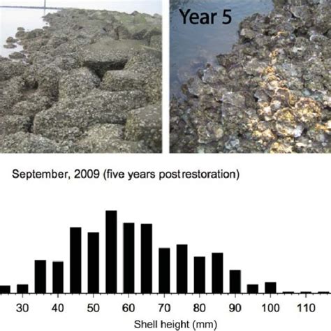Fig B2 Restored Oyster Reef In The Yangtze River Estuary Off The City Download Scientific