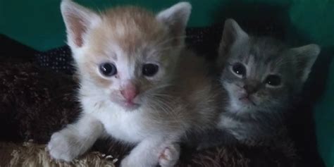 Cuki Kiscic K Gazdit Keresnek K Pek Kpsvr Hu