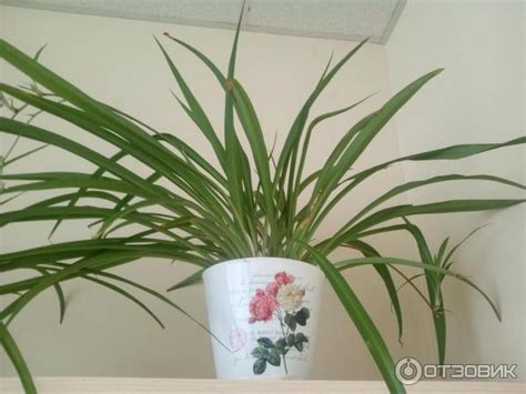 Отзыв о Комнатный цветок Хлорофитум Comosum Самый подходящий цветок для офиса
