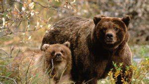 Grizzly Bear Delisting Grizzly Bear Conservation And Protection