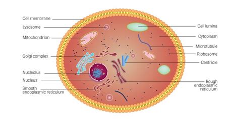 Ribosomes Organelle