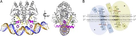 Structure Of The Prfa Wt Gsh Dna Complex A Ribbon Representation Of