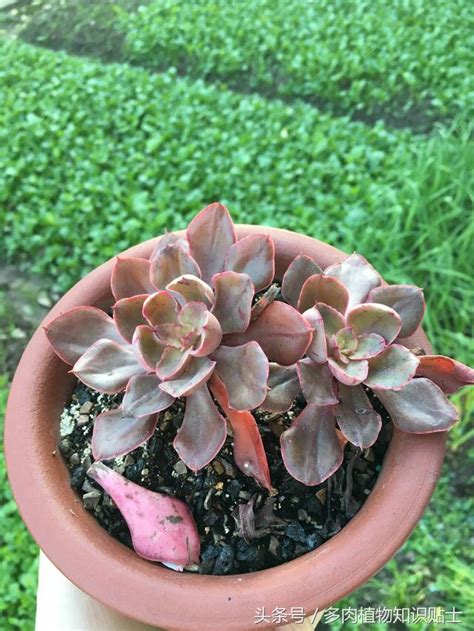 農家小院不光能種菜，養出多肉植物也這麼美 每日頭條