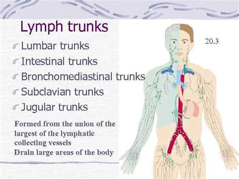 Lymphatic System Review Introduction Components Lymph Is