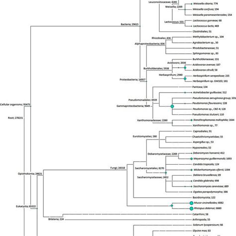 Phylogenetic Diversity Was Computed Using The Lca Algorithm Based On A
