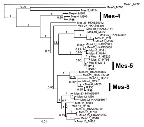 Bayesian Phylogeny Inference Tree Based On Five Gene Concatenated
