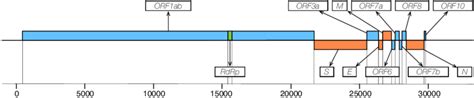 Location Of Major Structural Protein Encoding Genes Redboxes S Download Scientific Diagram