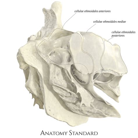 Ethmoid Bone Labeled Diagram Quizlet