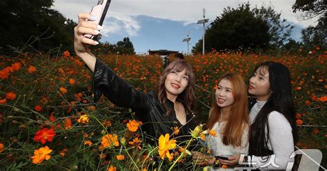 코스모스와 함께 찰칵