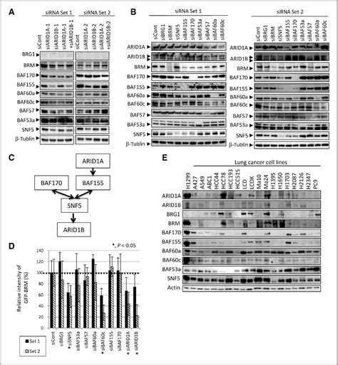 Figure 1 From Swi Snf Factors Required For Cellular Resistance To Dna