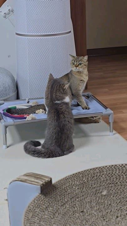 엄마고양이와 아빠고양이의 신경전 일촉즉발 Youtube