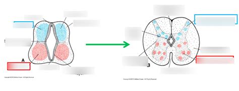Spinal Cord Development Diagram Quizlet
