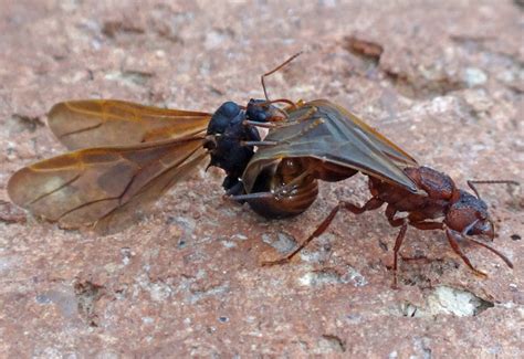 Mating Leaf Cutter Ants What S That Bug