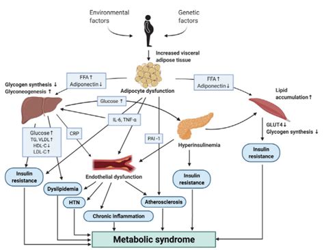 대사증후군 예측 가능한 새 지표 발표돼 헬스미디어