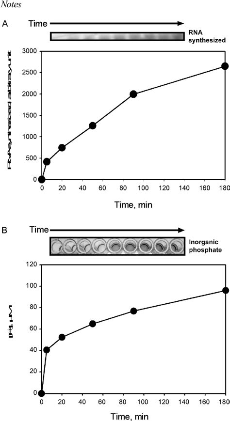 Figure 3 From Efficient Colorimetric Assay Of Rna Polymerase Activity