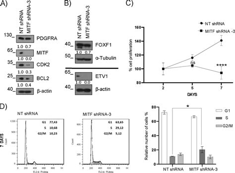 mitf silencing affects viability and the cell cycle in gist48b cells a download scientific