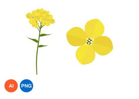 유채꽃 일러스트 PNG AI 무료 다운로드 꽃 그림 그리기 그림