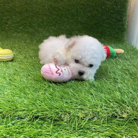 청담동강아지분양 은 미니비숑분양가 속이지 않아요 네이버 블로그