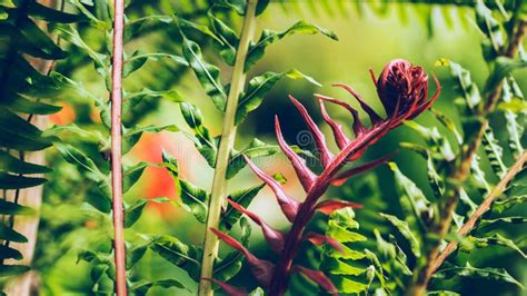 Nat Rlicher Hintergrund Entwirren Der Farnwedelnahaufnahme Sieht Wie