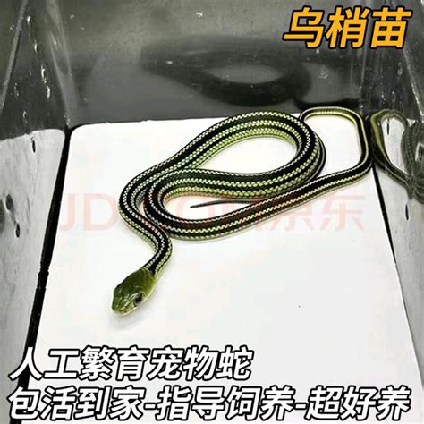 玉米蛇活物真蛇宠物蛇黑王爬宠幼体翠青异宠白化蛇宠无毒金边 乌稍苗【图片 价格 品牌 报价】 京东