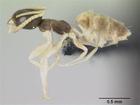 Ghost Ant Tapinoma Melanocephalum Urban And Structural Entomology