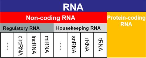 Classification Of Non Coding Rnas Based On Whether An Rna Encodes Download Scientific Diagram