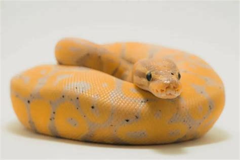 25 Most Popular Ball Python Morphs With Pictures 🐍