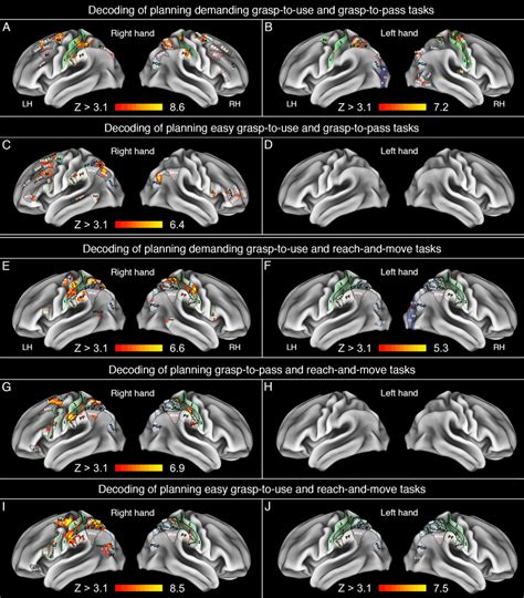 Brain Areas Showing Significant Decodings Of Planning Grasp To Use