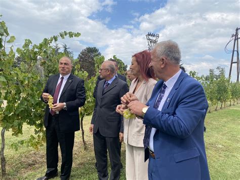 “vjelja E Rrushit Kosova 2023” Në Suharekë Shahini Rrushi Vlerë E