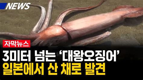 3미터 넘는 대왕오징어 일본에서 산 채로 발견 Youtube