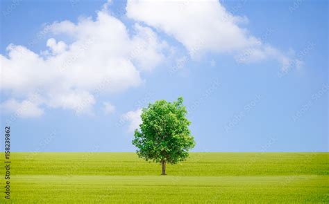 Grass And Sky Trees Ecology Concept Environment Day Stock Photo Adobe Stock