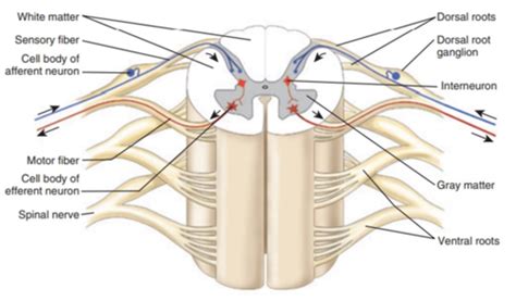 Lecture Spinal Nerves Flashcards Quizlet