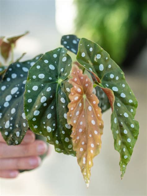 Caring For Your Polka Dot Begonia West Coast Gardens