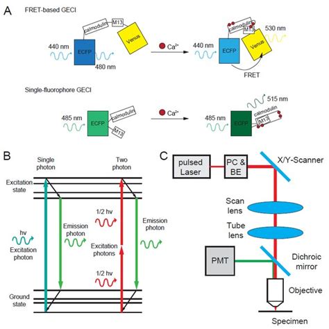 Two Photon Ca 2 Imaging A Genetically Encoded Calcium Indicator Download Scientific Diagram