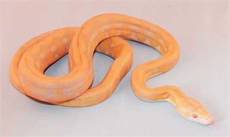 Reticulated Python Morphs Identifying And Different Genetic Variations