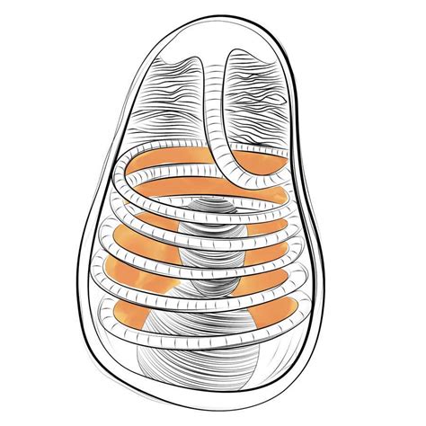 Entry 8 By Nhicko07 For Scientific Illustration A Simple One Draw A