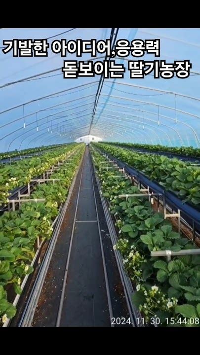 딸기재배 농장마다 각각의 노하우 Youtube