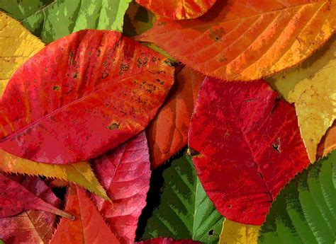 나뭇잎 가을 단풍이 · Pixabay의 무료 이미지