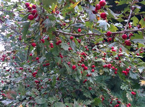 Img20150916174342 충남대 농대 애기사과꽃사과 빨간 열매가 주렁주렁